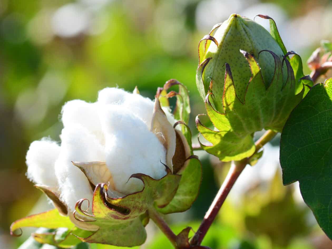Cotton - Textile Exchange