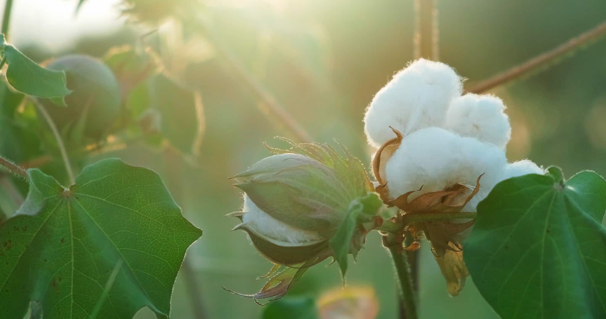Plant Fibers (Cotton & Fiber Crops) - Textile Exchange