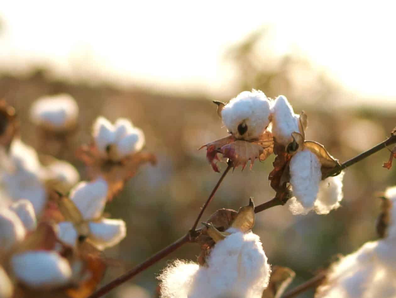 Plant Fibers (Cotton & Fiber Crops) - Textile Exchange