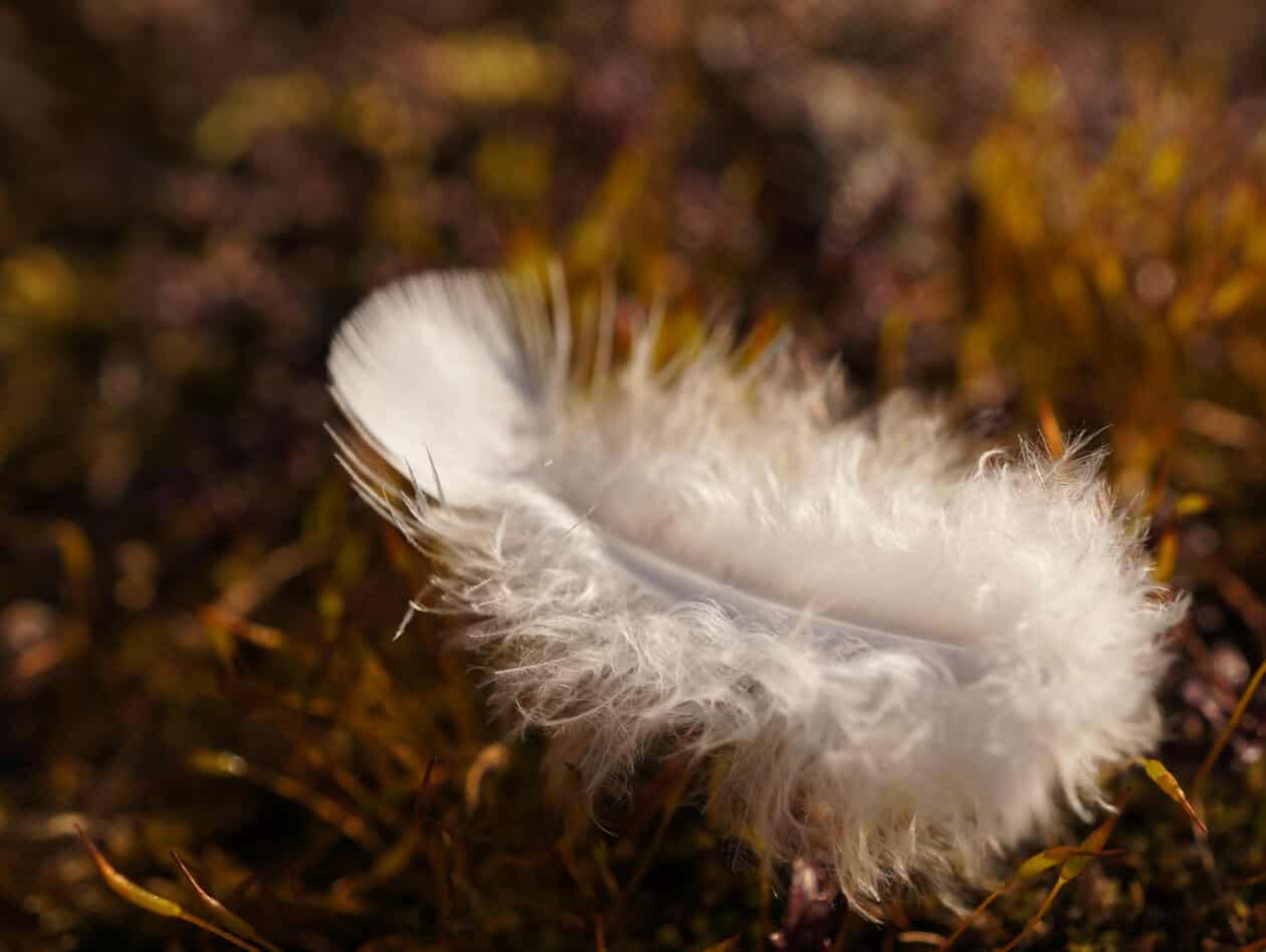 Down - Textile Exchange