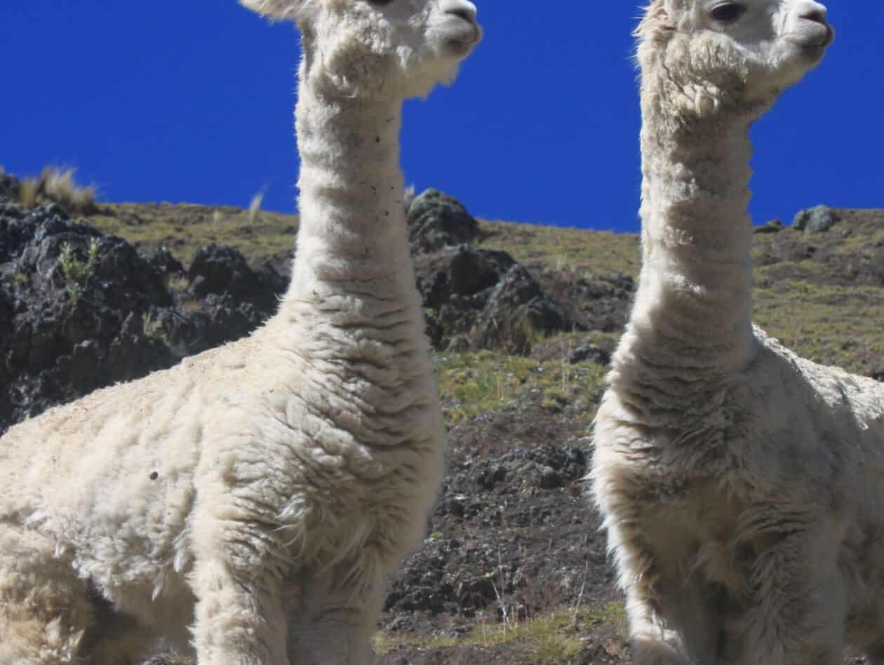 Animal Fibers & Materials - Textile Exchange