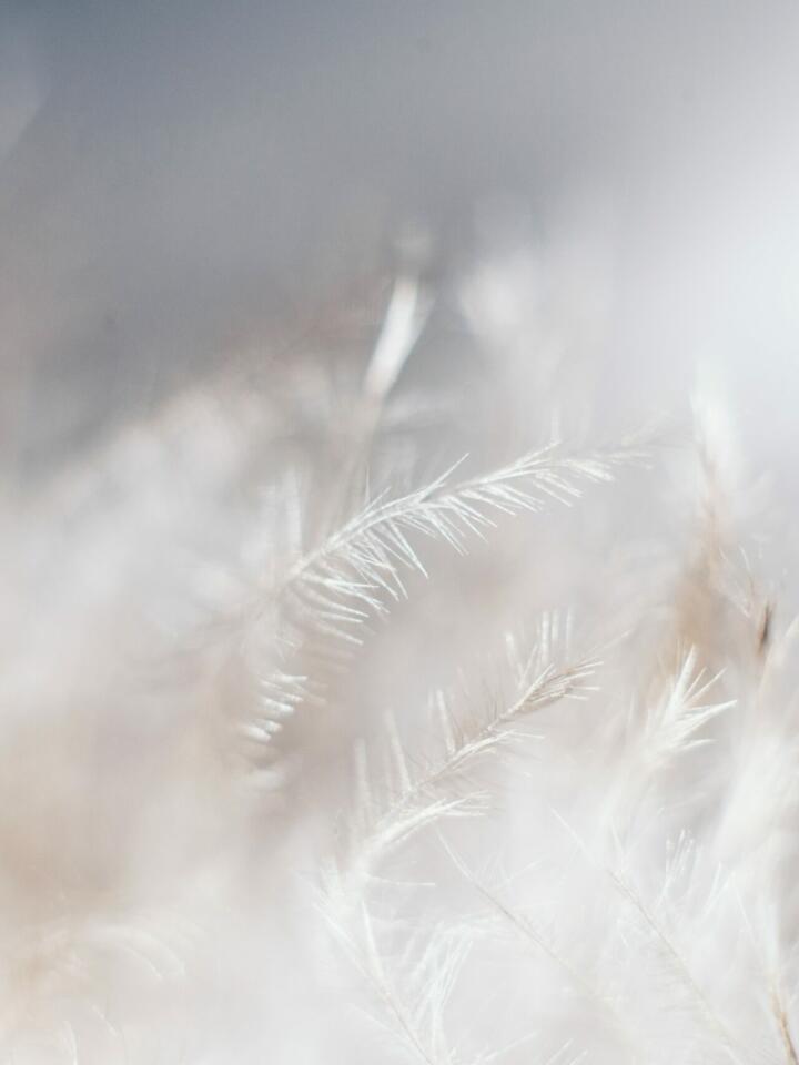 Responsible Down Standard (RDS) - Textile Exchange