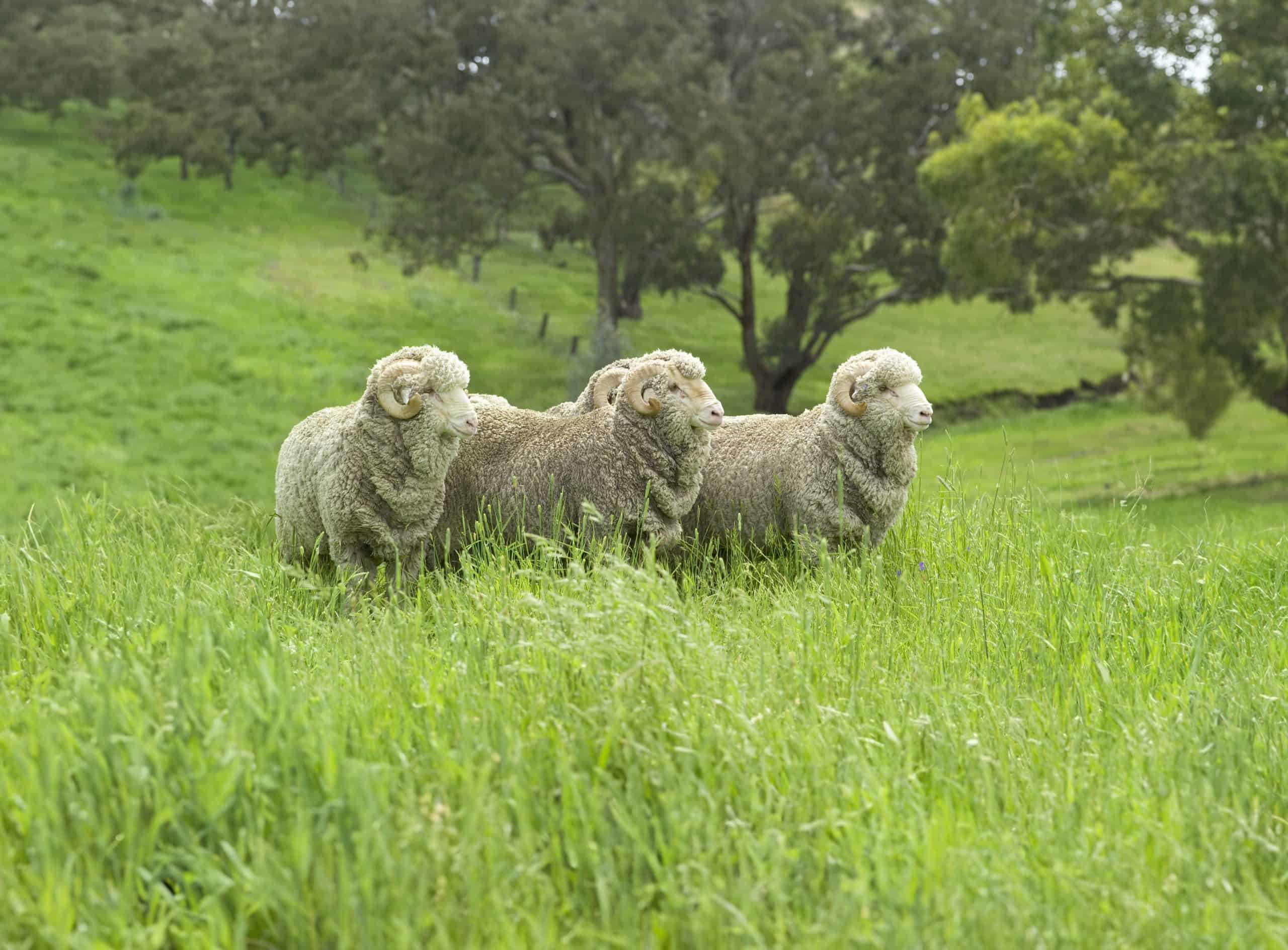Farming Wool for the Health of the Land with Lanas Trinidad - Textile ...
